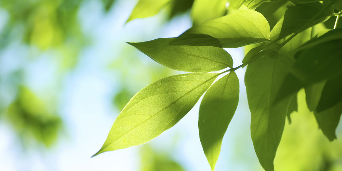 Environmental Markets: why they’re needed and how they work